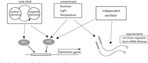 Figure 1 From Ultradian Rhythms In The Transcriptome Of Neurospora Crassa Semantic Scholar