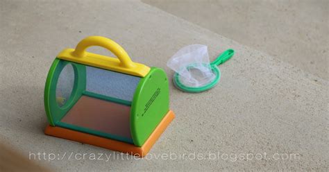 Bug Sheet Exploring Nature Entomology Free Printable