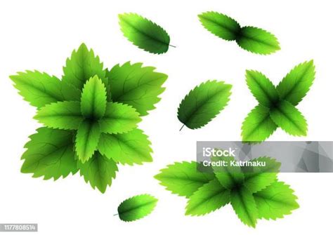 신선한 민트 잎 3d 현실적인 벡터 세트 민트 잎 건강한 향기 스피어민트 녹색 잎 흰색 배경에 격리 벡터 일러스트레이션 0명에 대한 스톡 벡터 아트 및 기타 이미지 Istock
