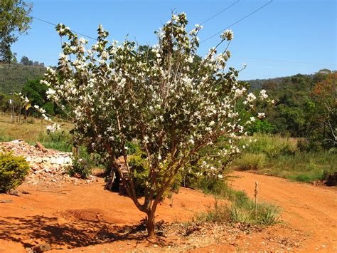 Pata De Vaca Saiba Tudo Sobre Essa Árvore Guia Das Suculentas