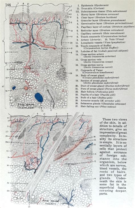 10 Different Vintage Anatomy Diagrams Medical 1930s Annotated Etsy