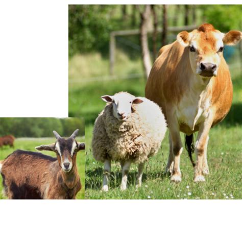 Exploring Dairy Alternatives The Biome Kitchen