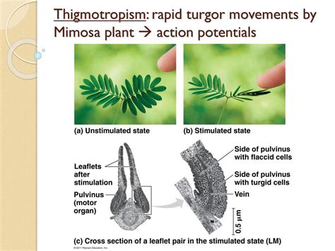 Angiosperm Reproduction Ppt Download