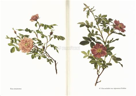 Rose — Libro Di Ellen Willmott