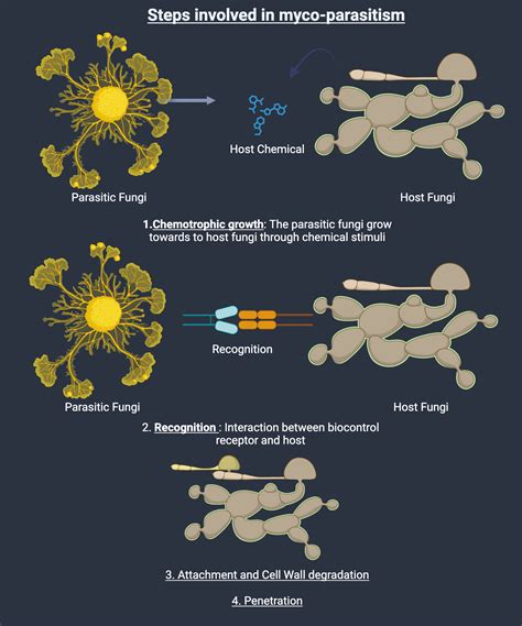 Mycoparasitism Biorender Science Templates