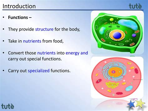 Th Cell Structure And Function Biology PPT