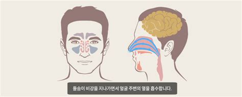 코로나후유증 두통과 브레인포그 증상