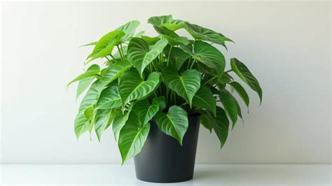 How To Plant Grow And Care For Global Green Pothos Full Guide
