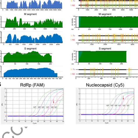Maximum Likelihood Reconstruction Of The Orthobunyavirus Genus