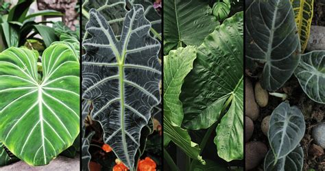 Everything You Need To Know About Elephant Ears Alocasia
