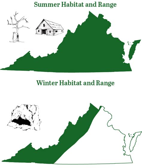 Tri Colored Bat Virginia Dwr