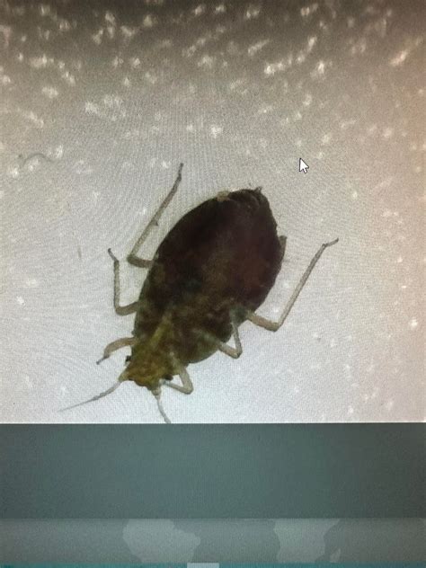 Aphid Identification R Whatsthisbug
