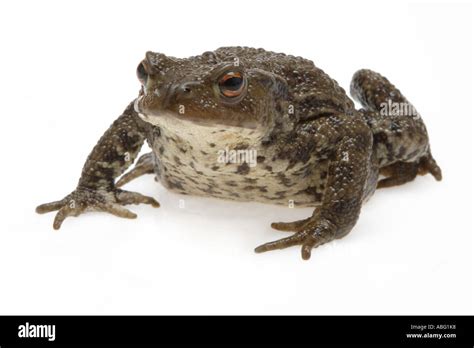 Warts And All Cut Out Stock Images And Pictures Alamy