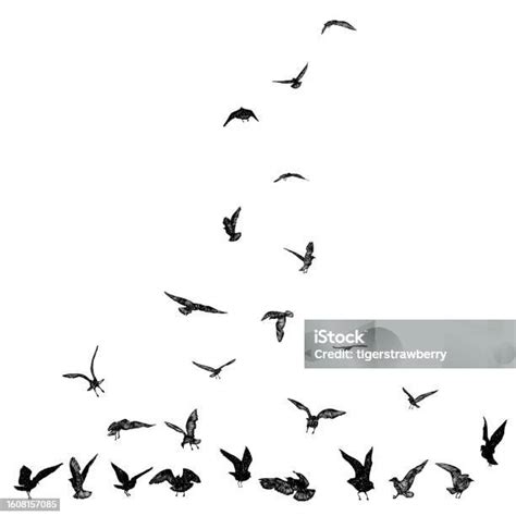 갈매기 새 항해 선원 문신 스케치의 세트 흰색 배경에 비행 갈매기 실루엣의 검은 스트로크 마린 세트 무리에 물 새의 다른 모양의 그림 벡터 새에 대한 스톡 벡터 아트 및