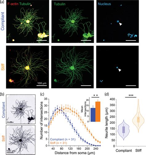Drg Neuron Morphology And Neurite Growth Are Influenced By Substrate Download Scientific