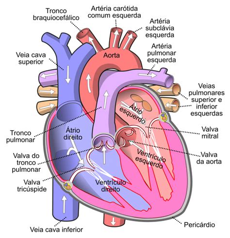 Coração Valvas cardíacas Anatomia papel e caneta