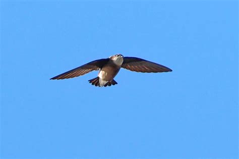 White Throated Needletail By Christopher Bell Birdguides