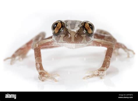 Bubbling Kassina Kassina Senegalensis On White Background Greater