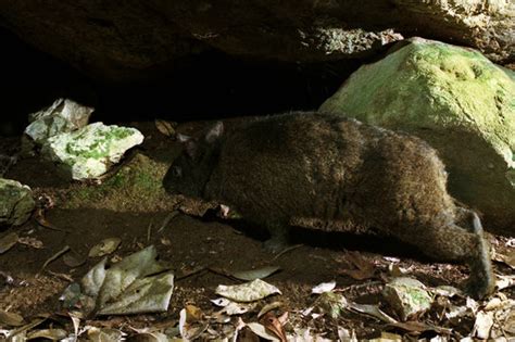 Ryukyu Kaninchen Bilder Durchsuchen 96 Archivfotos Vektorgrafiken Und Videos Adobe Stock