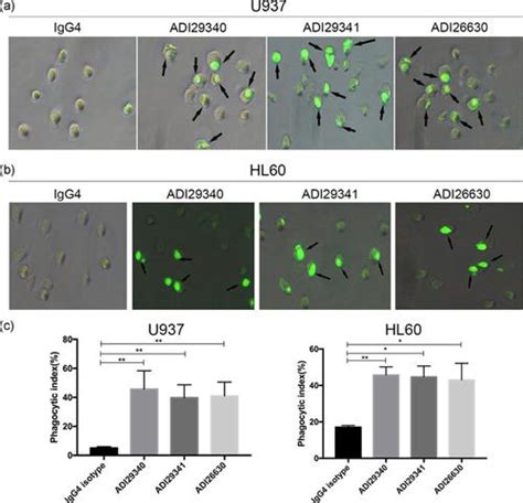 新型全人抗 Cd47 抗体刺激吞噬作用并促进 Aml 细胞的消除journal Of Cellular Physiology X Mol