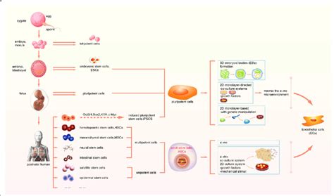 Stem Cell Based Strategies For Human Endothelial Cell Derivation