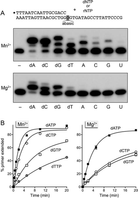 Nucleotide Addition Opposite An Abasic Site In The Template Strand A Download Scientific
