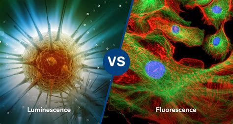 Unlocking The Potential Optical Luminescence Vs Fluorescence Imaging