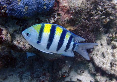 Indo Pacific Sergeant Major Abudefduf Vaigiensis Bali Wildlife