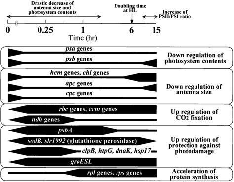 A Scheme Representing The Relationship Between Changes Of Transcript Download Scientific