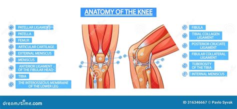 Vector Anatomy Of The Knee Joint Infographic Poster Showcasing Structures Comprising The Knee