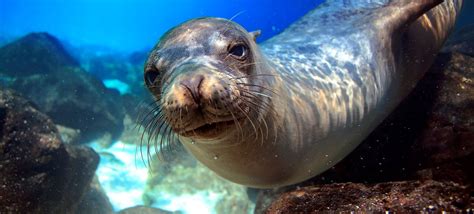 31 Strange Sea Lion Facts 2024