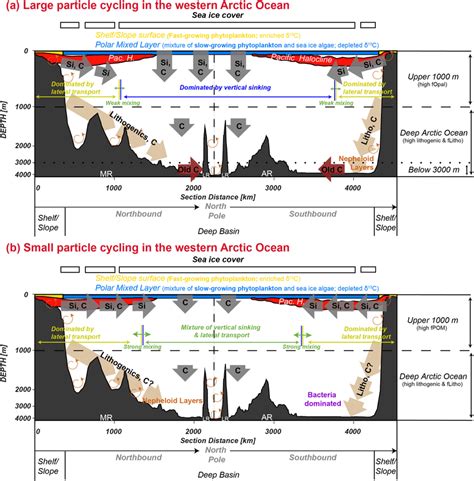 Schematic Of Size‐fractionated Particles Sources And Transport In The Download Scientific
