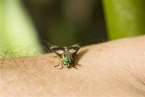 Bathroom Bugs Identification Guide How To Get Rid Of Each Type A Z
