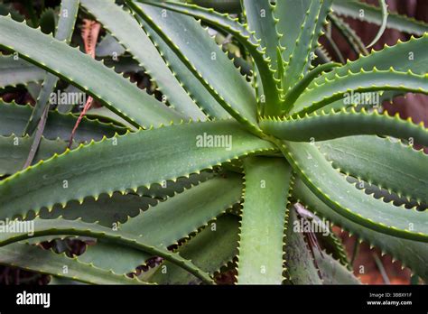 Close Up Of Spiky Green Aloe Vera Plant With Thick Fleshy Leaves In