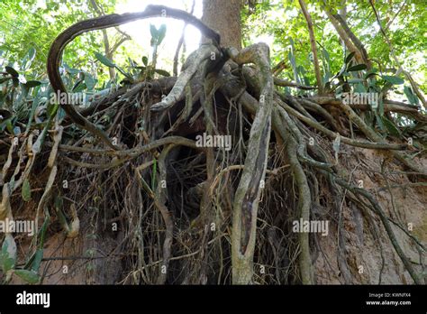 Tree With Twisted Roots Stock Photo Alamy