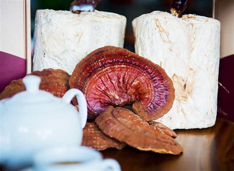 Nấm Linh Chi Hàn Quốc Nhập Khẩu Cam Kết Giá Tốt Tại Ẩm Thực Xanh