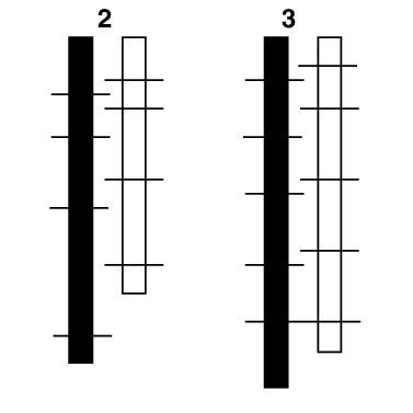 Typical Pattern Of Sex Specific Maps For Four Linkage Groups In A Download High Quality