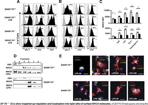 Figure 5 From Swap 70 Regulates Rhoa Rhob Dependent Mhcii Surface