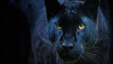 Kujdes Nga Pantera E Zezë Tv Klan