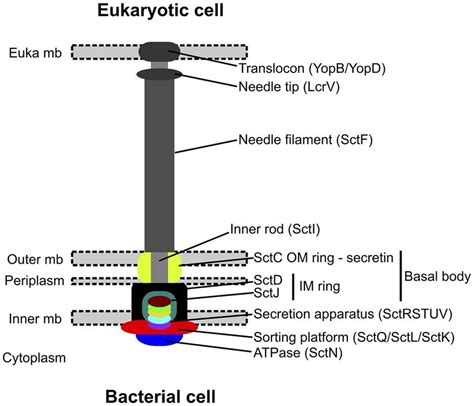 Assembled Structure Of The Type 3 Secretion System Modified From Abby