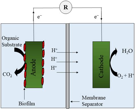 Microbial Fuel Cell Green Energy At Sophia Hoff Blog