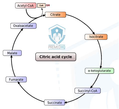 Simple Citric Acid Cycle Citric Acid Cycle An Overview