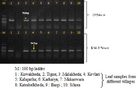 Molecular Detection Of Mymiv From Soybean Leaf Samples Download