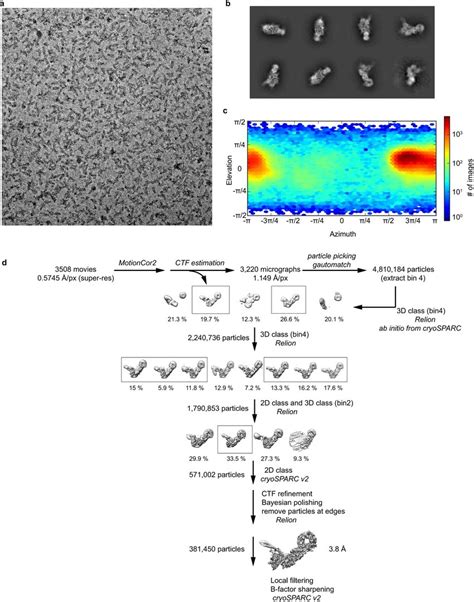 Cryo Em Data Processing A A Representative Cryo Em Micrograph Of The
