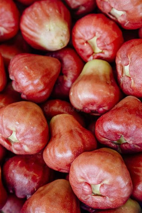 Wax Apple Stock Image Image Of Market Color Nutrition 97340915