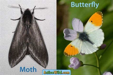 Moth Vs Butterfly How To Tell The Difference Pictures And Examples