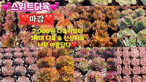 ️마감 ️ 10월 24일 ️2000원부터~1세대 다육and 신상 다육 ️ 소품중품대품🌈🌈 스위트다육 다육 다육이 베란다다육 다육이키우기 Youtube