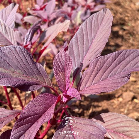 Red Amaranthus Yarroway Farm