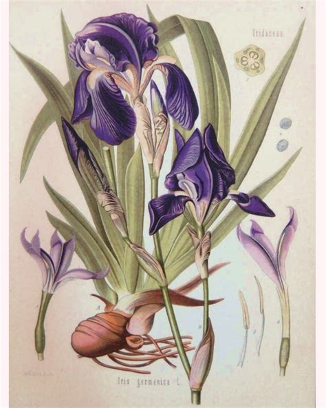 Orris Root Spiritus Arcanum