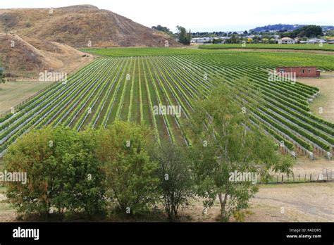 Vineyards At Mission Estate Winery At Poraiti Napier Hawkes Bay New
